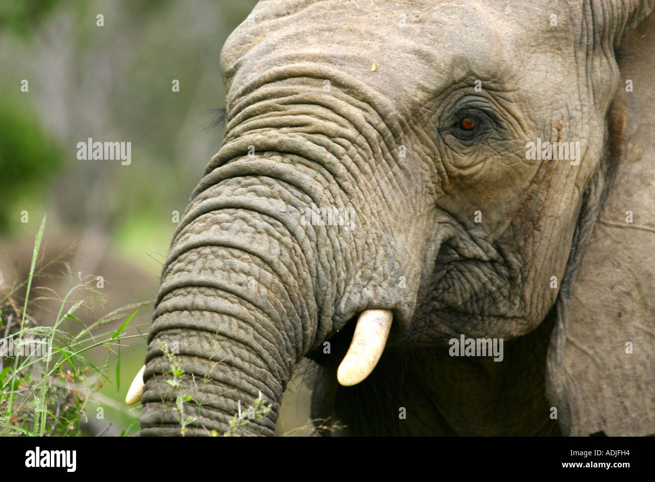 African Bull Elephants Stock Photo - Alamy
