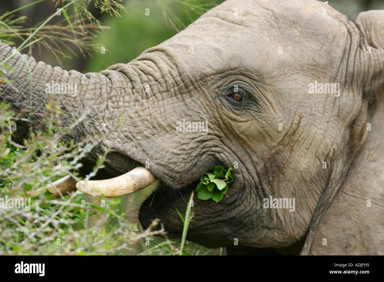 African Bull Elephants Stock Photo - Alamy