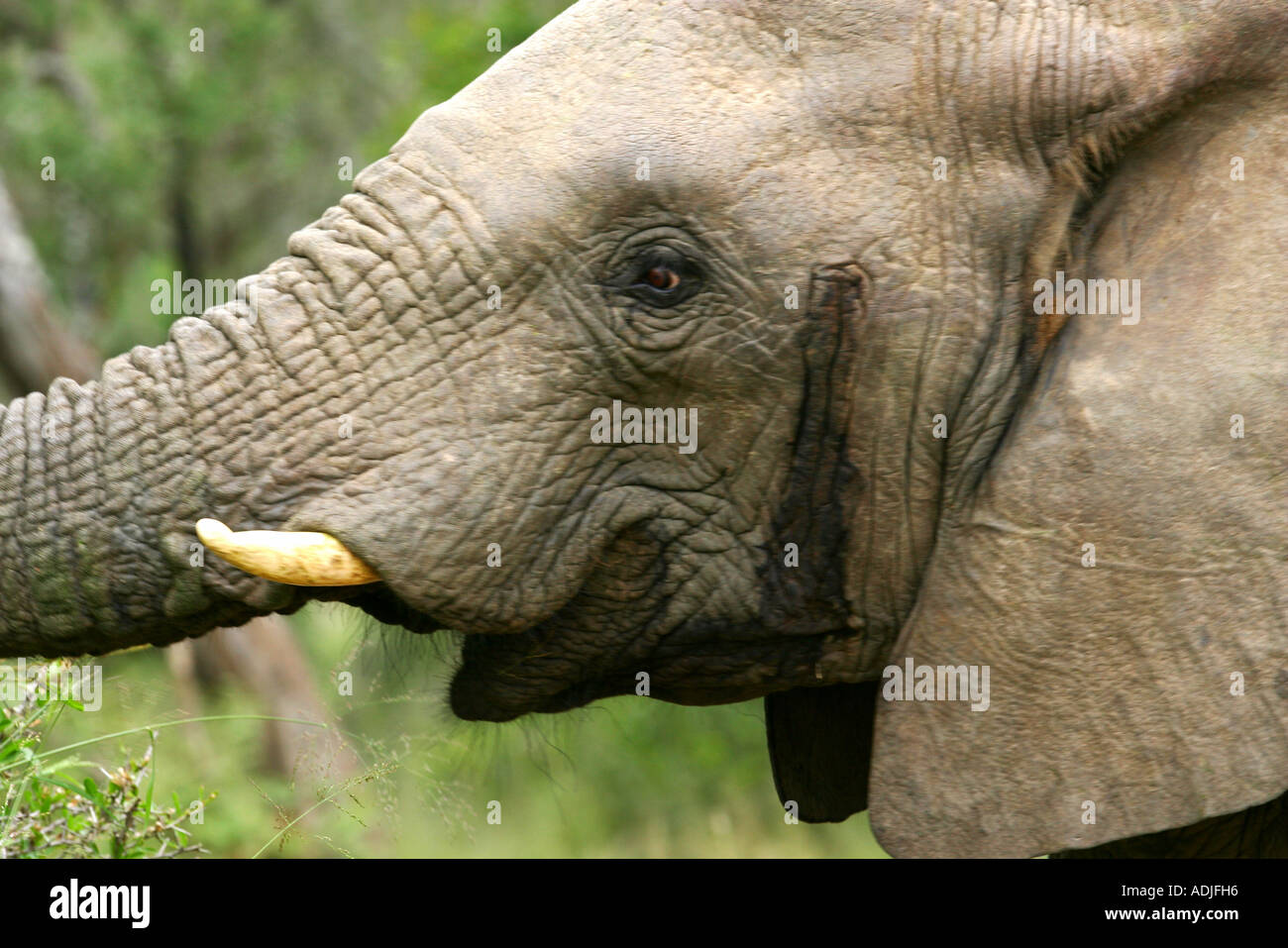 African Bull Elephants Stock Photo - Alamy