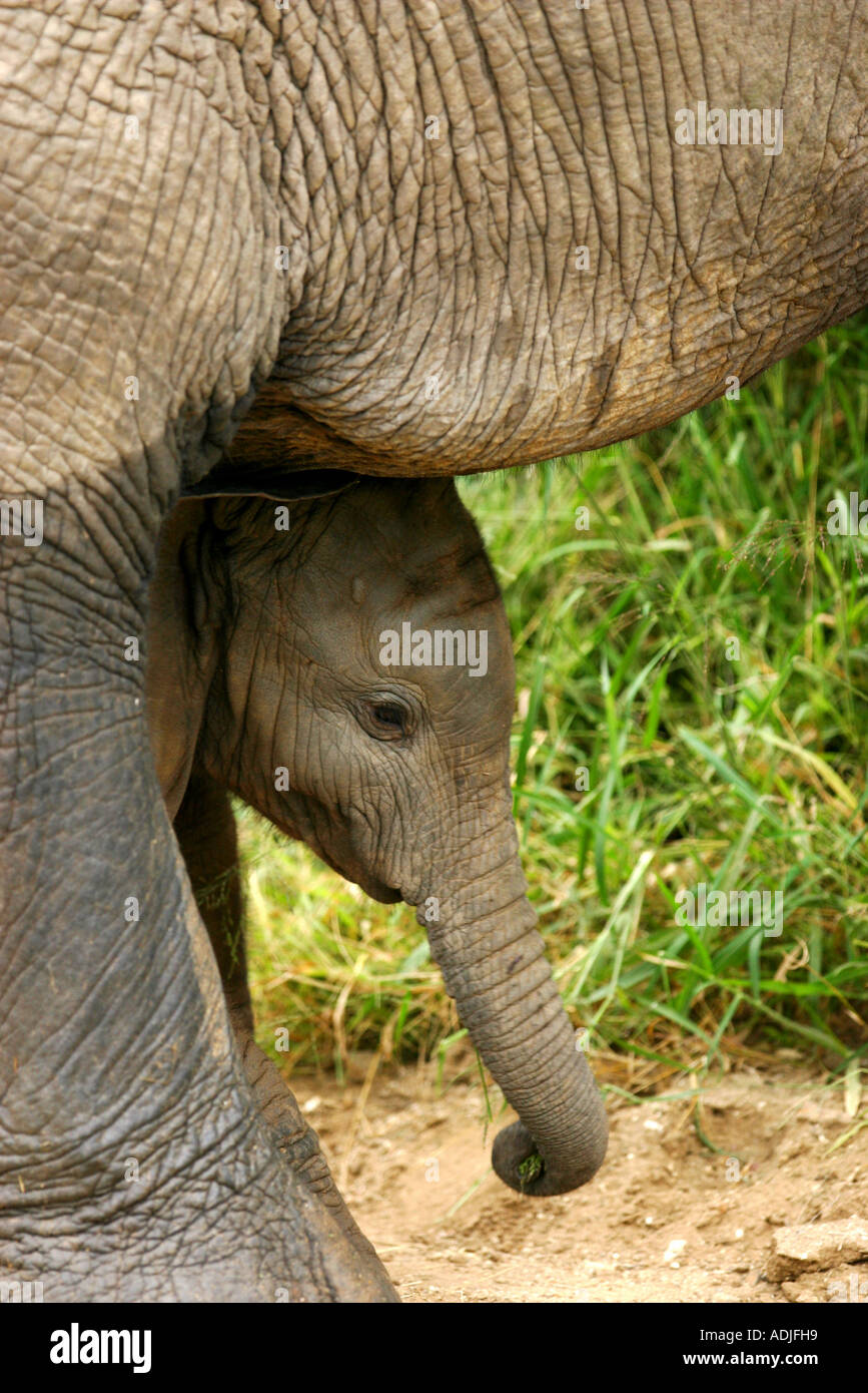African Bull Elephants Stock Photo - Alamy