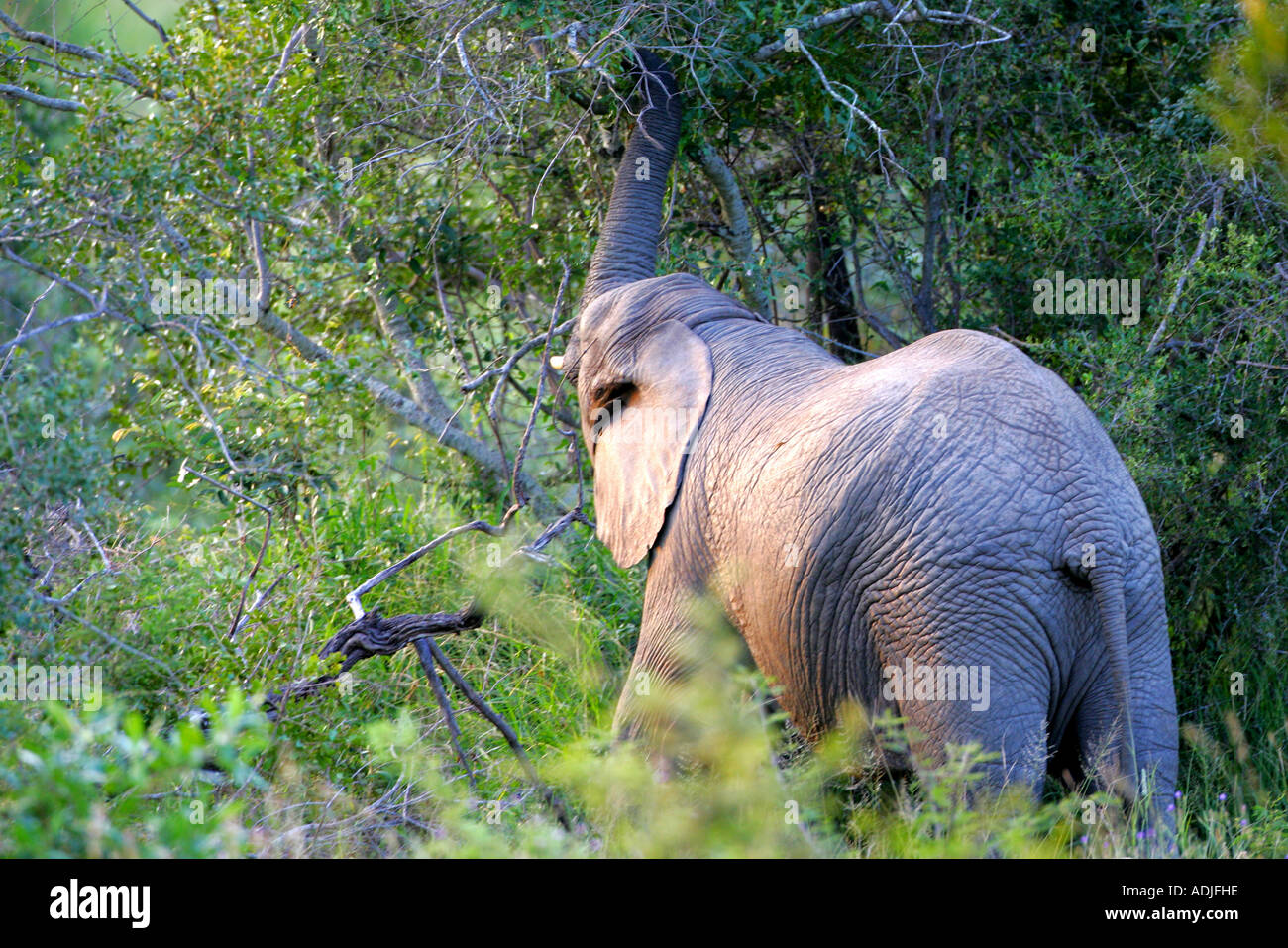 African Bull Elephants Stock Photo - Alamy