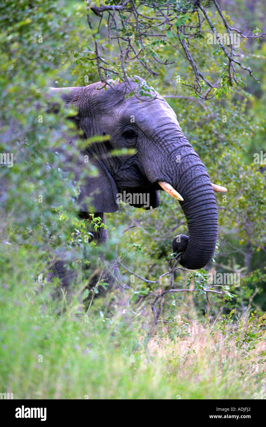 African Bull Elephants Stock Photo - Alamy