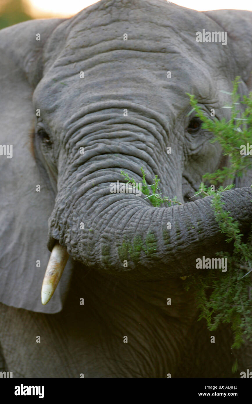 African Bull Elephants Stock Photo - Alamy