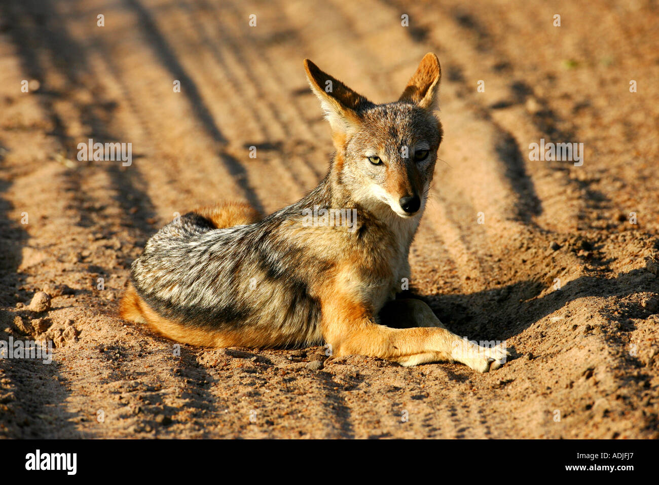 Jackels hi-res stock photography and images - Alamy