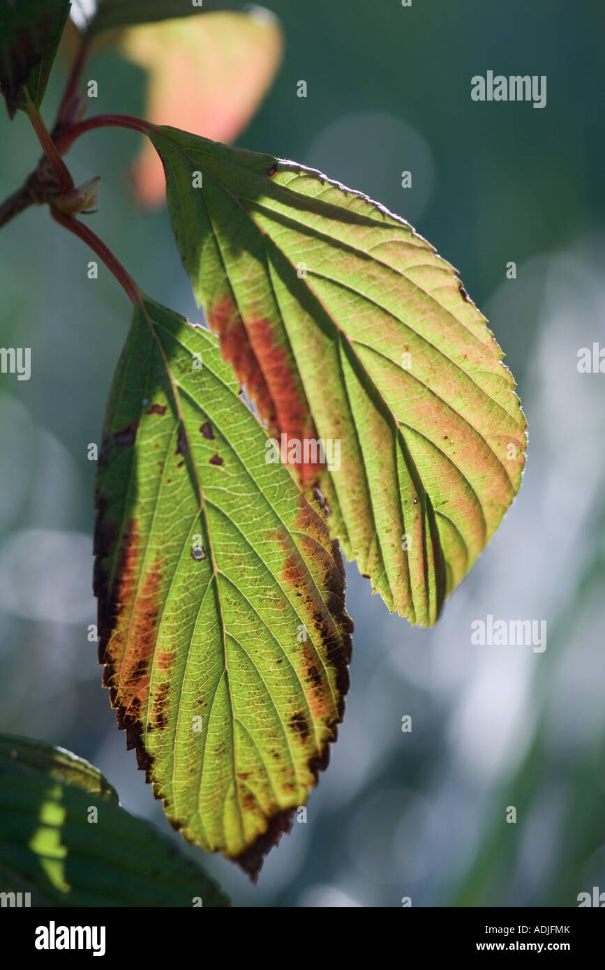 Leaves turning red, close-up Stock Photo - Alamy