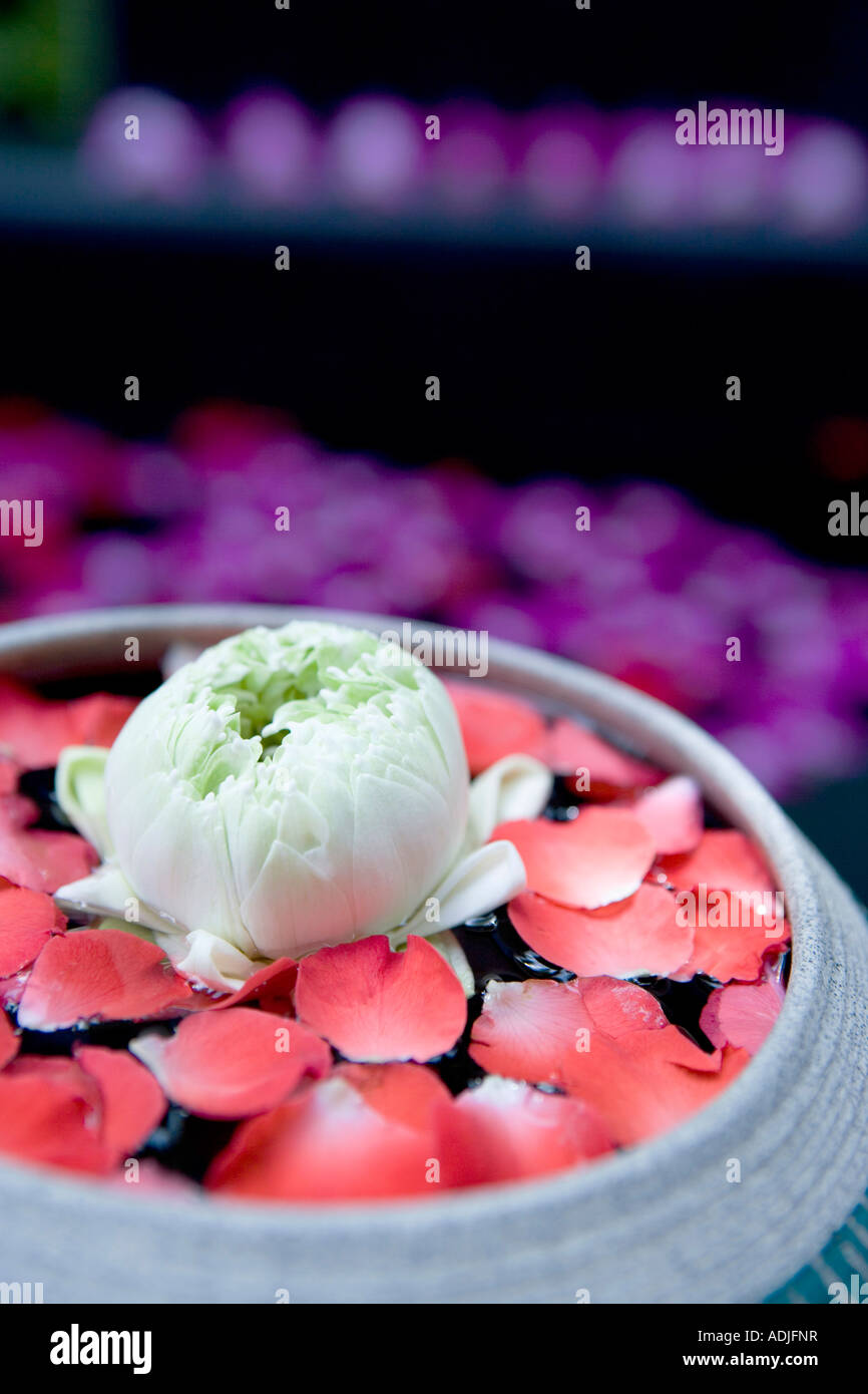 spa flowers in a pot Stock Photo - Alamy