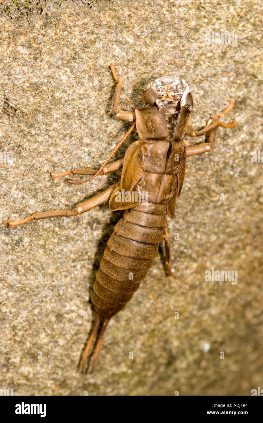 Stonefly hi-res stock photography and images - Alamy
