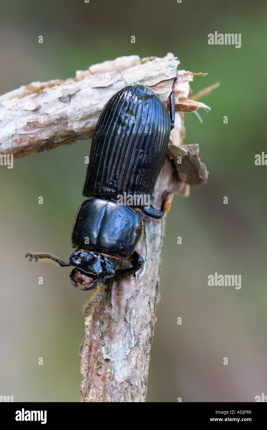 Exoskeleton beetle hi-res stock photography and images - Alamy