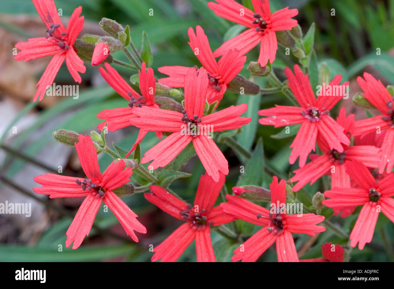 Fire pink silene virginica hi-res stock photography and images - Alamy