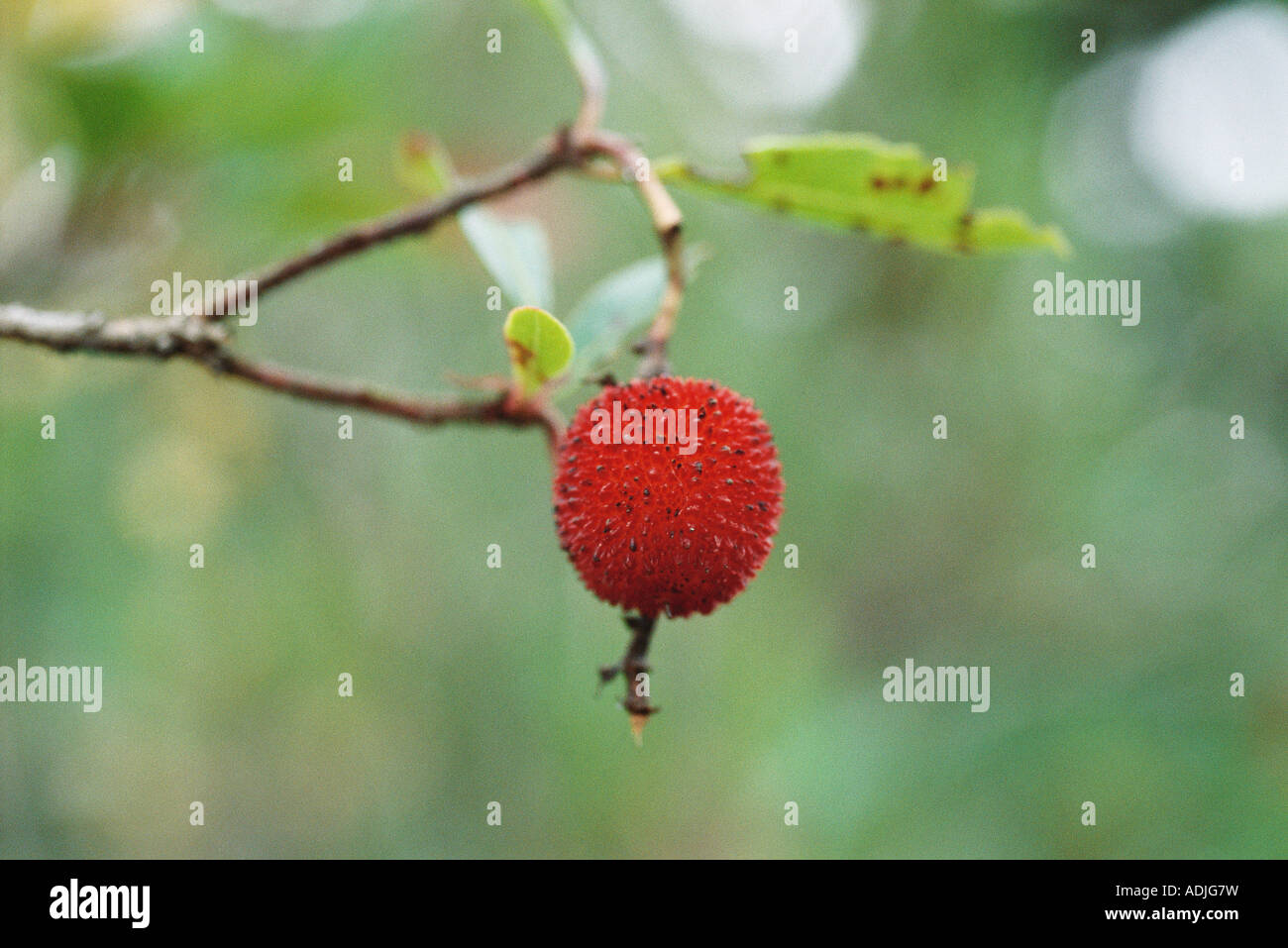 Branches of strawberry trees hi-res stock photography and images - Alamy