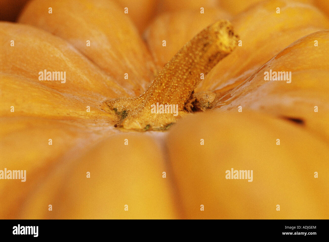 Pumpkin, extreme close-up Stock Photo - Alamy