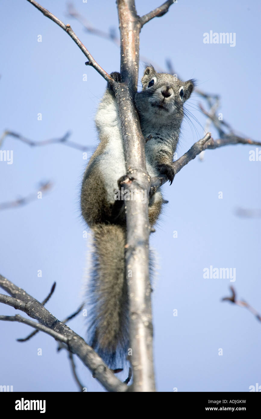 Red alder alaska hi-res stock photography and images - Alamy