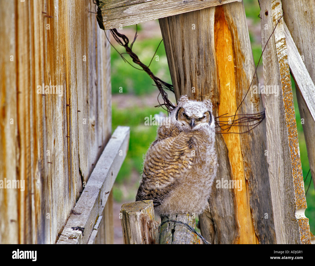 Barn owl babies hi-res stock photography and images - Alamy