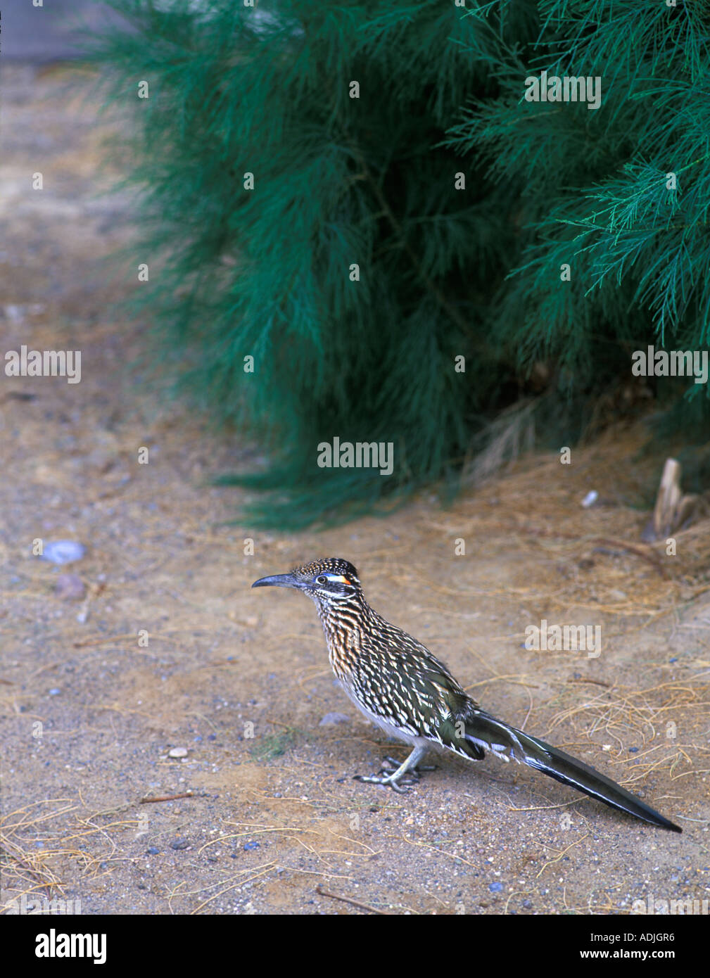 Road runner hi-res stock photography and images - Alamy