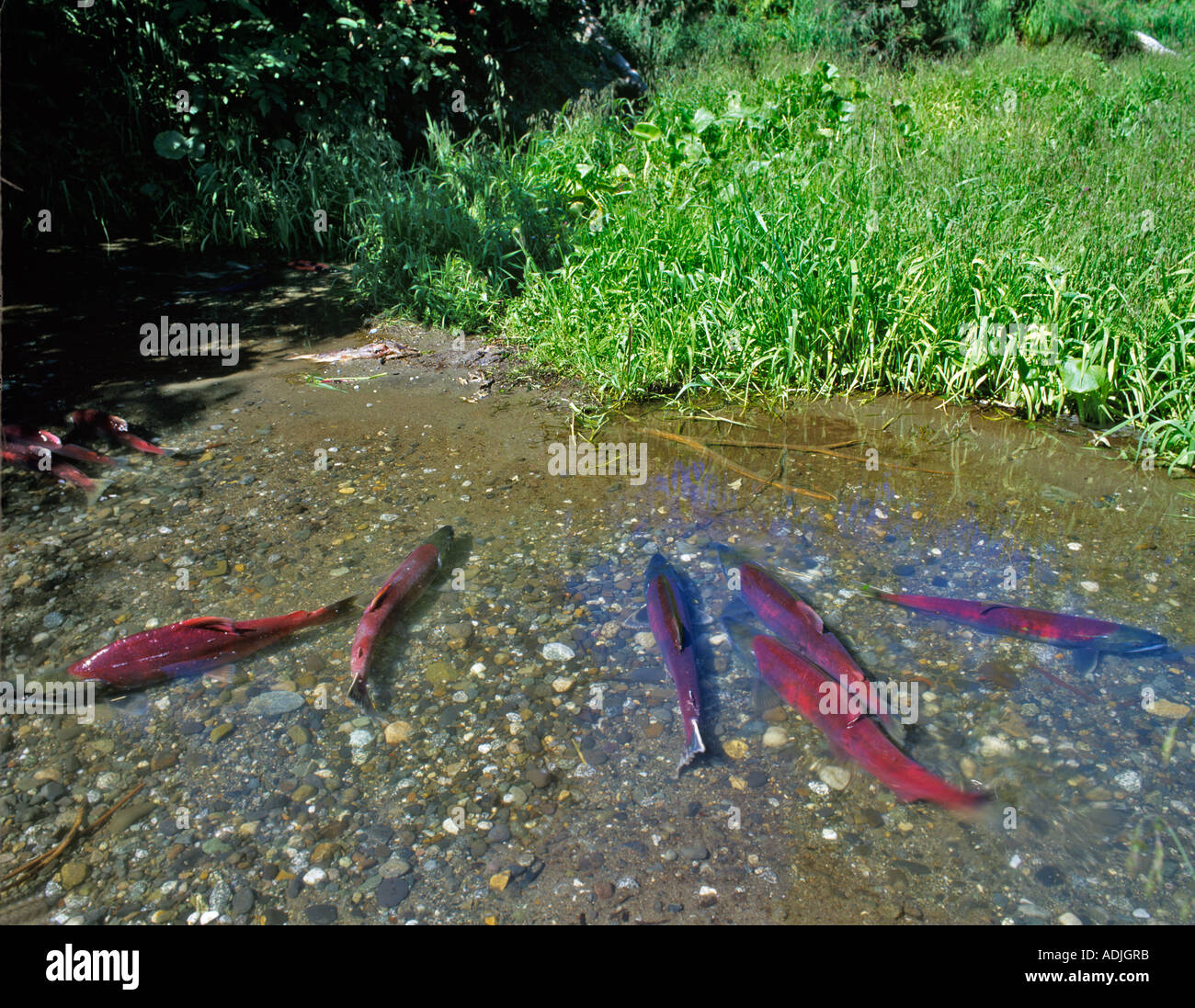 Sockeye salmon spawning in small unnamed stream Kalgin Island Alaska ...