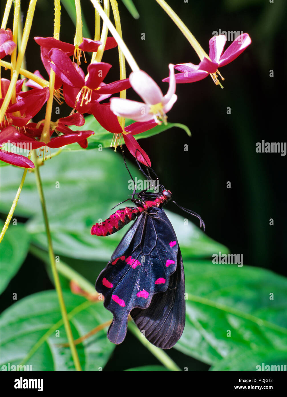 Rose butterfly hi-res stock photography and images - Alamy