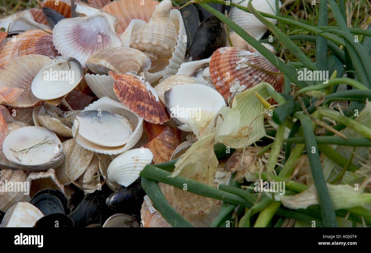 shells laying on the ground Stock Photo - Alamy