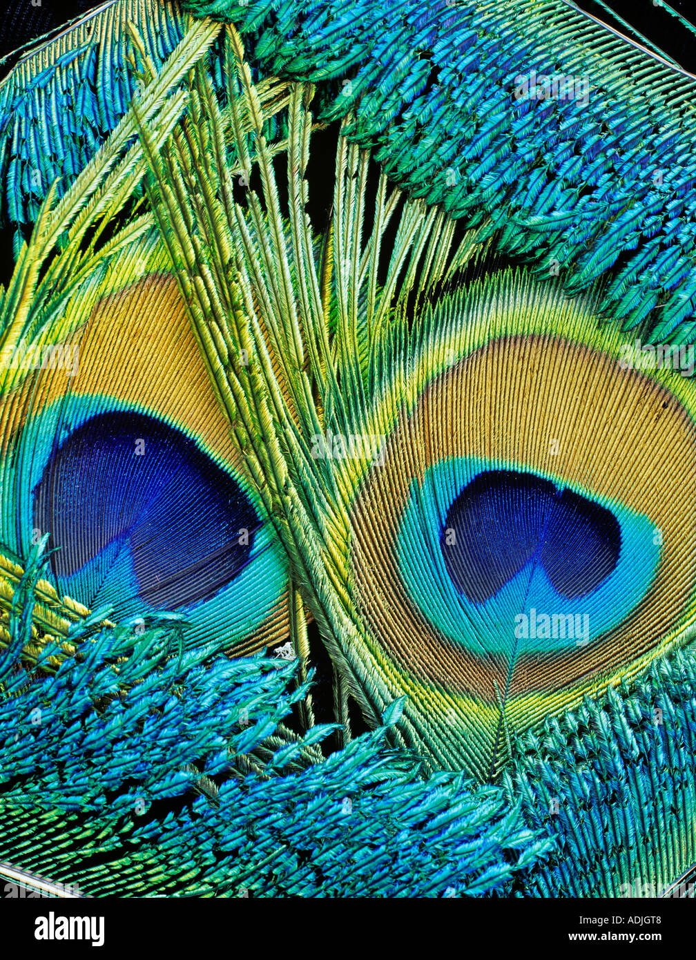 Feathers peacock hi-res stock photography and images - Alamy