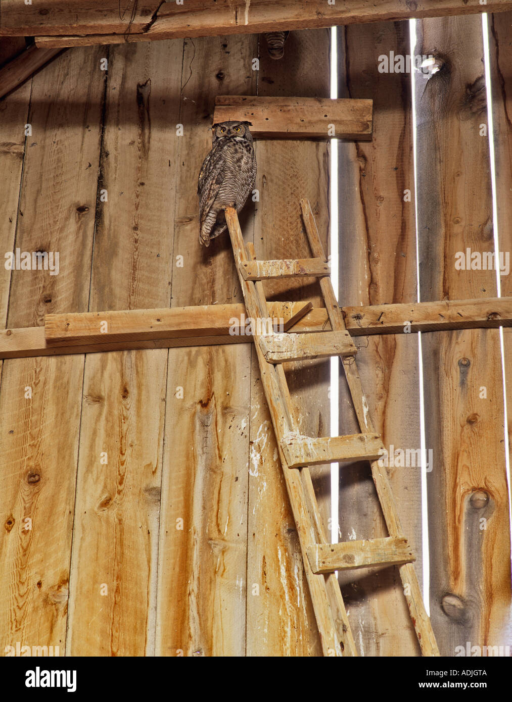 Owl oregon wildlife hi-res stock photography and images - Alamy