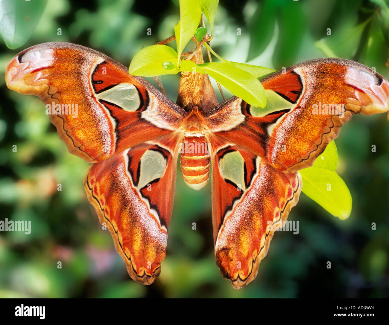Atlas Moth Butterfly World B C Canada Stock Photo - Alamy