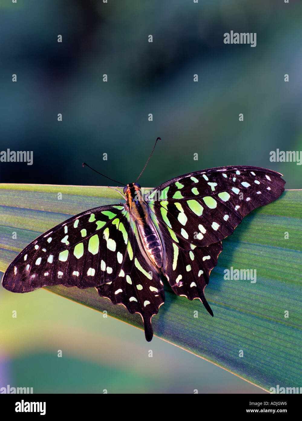 Tail jay butterfly hi-res stock photography and images - Alamy