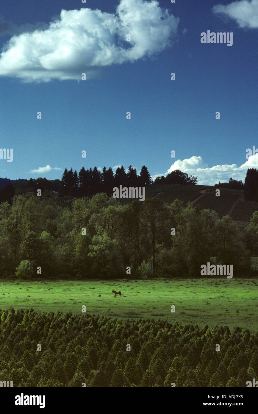 Horse near trees hi-res stock photography and images - Alamy