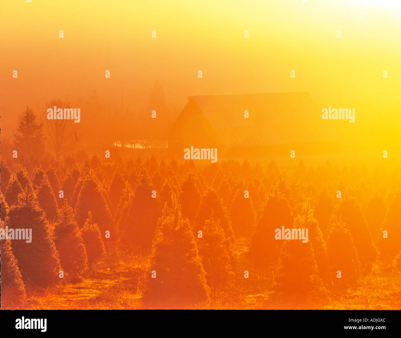 Christmas trees barn fog and sunrise Near Alpine Oregon Stock Photo - Alamy