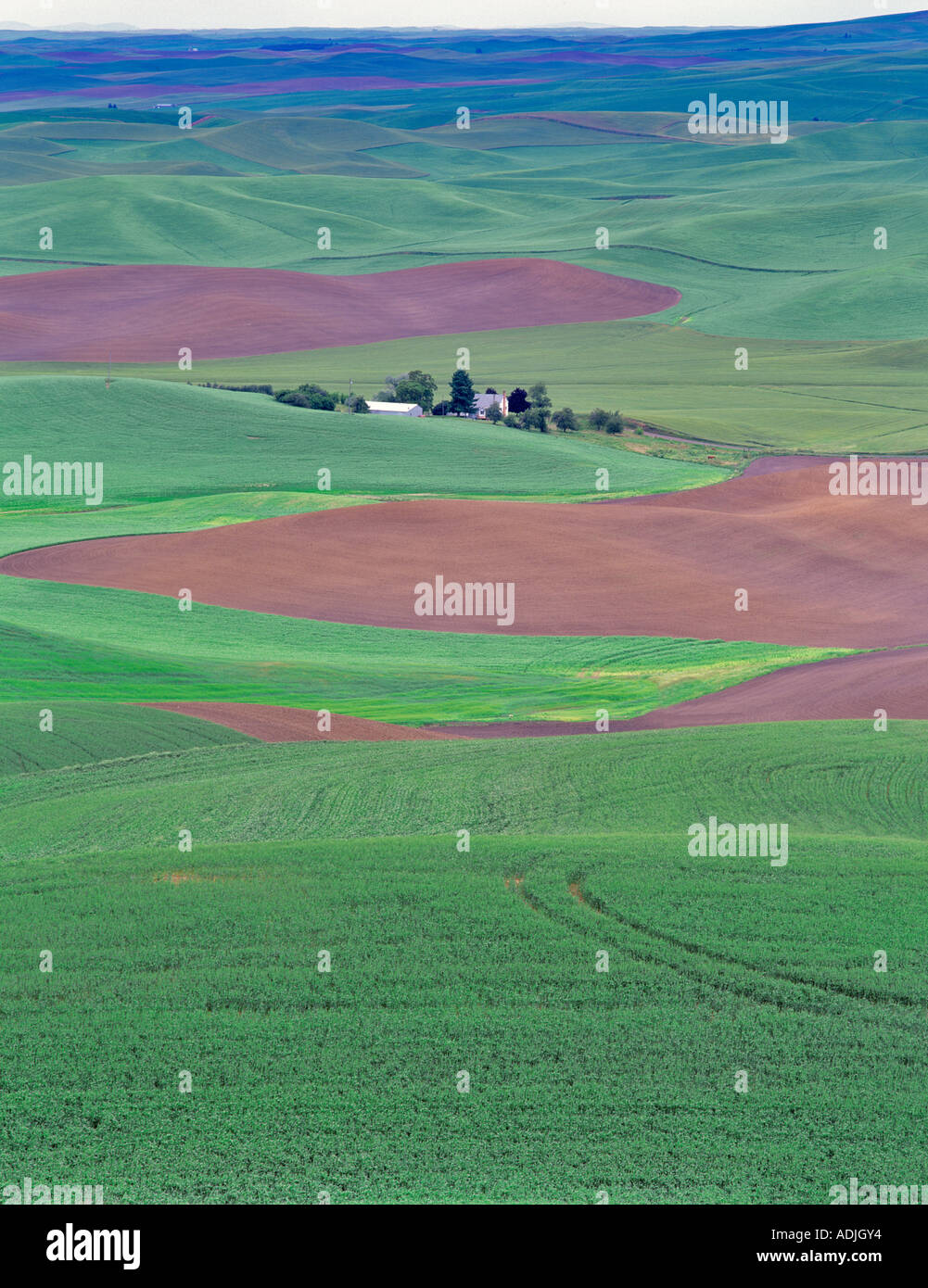 Spring wheat with farmhouse The Palouse near Colfax Washington Stock ...