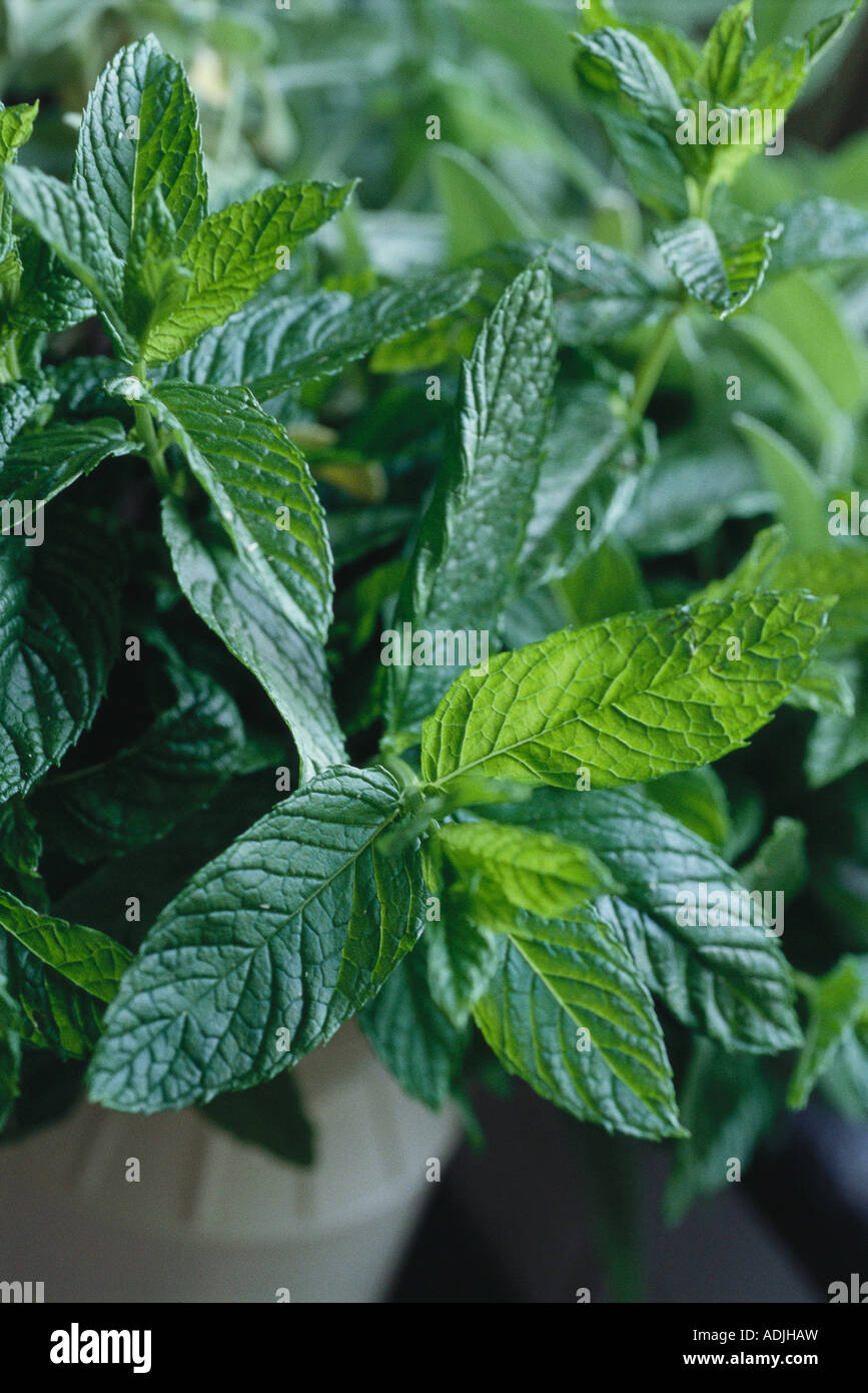 The mint hi-res stock photography and images - Alamy