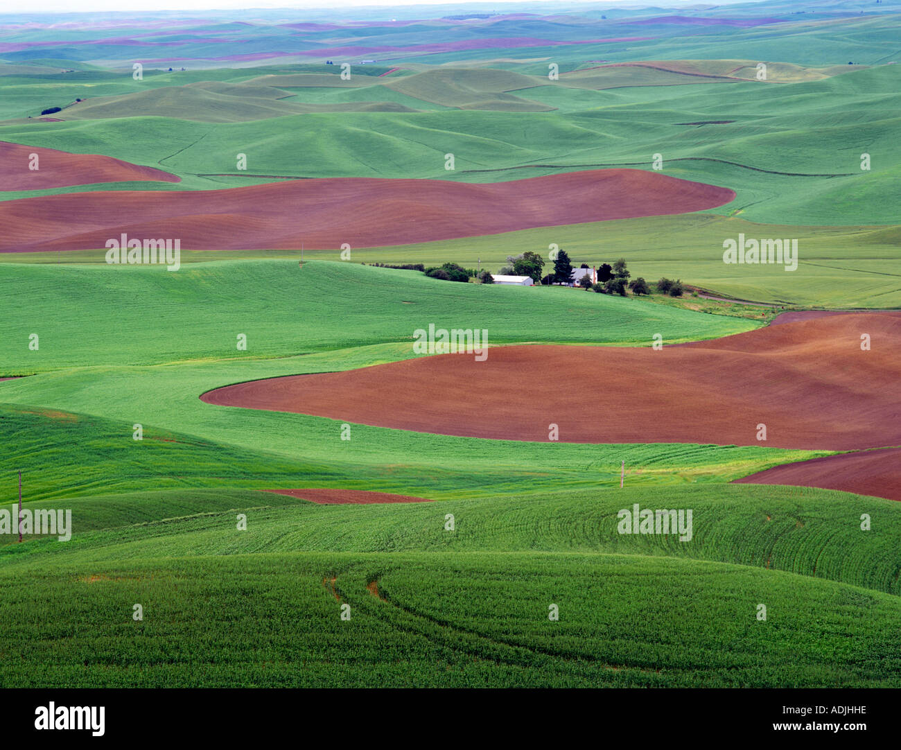 Spring wheat with farmhouse The Palouse near Colfax WA Stock Photo - Alamy