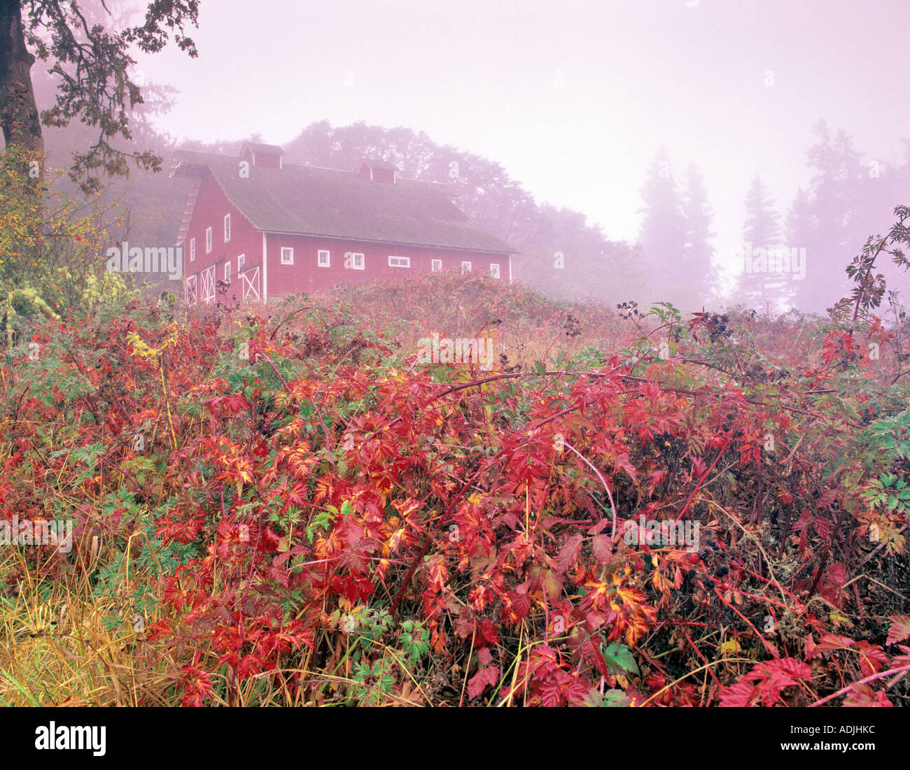 Barn and berries in fall color Finley Wildlife Refuge Oregon Stock ...