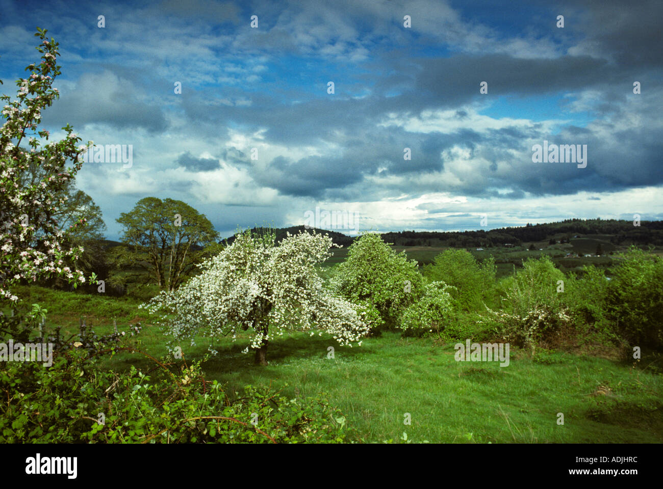 Blossoms from Red Delicious apple tree Near Alpine Oregon Stock Photo ...