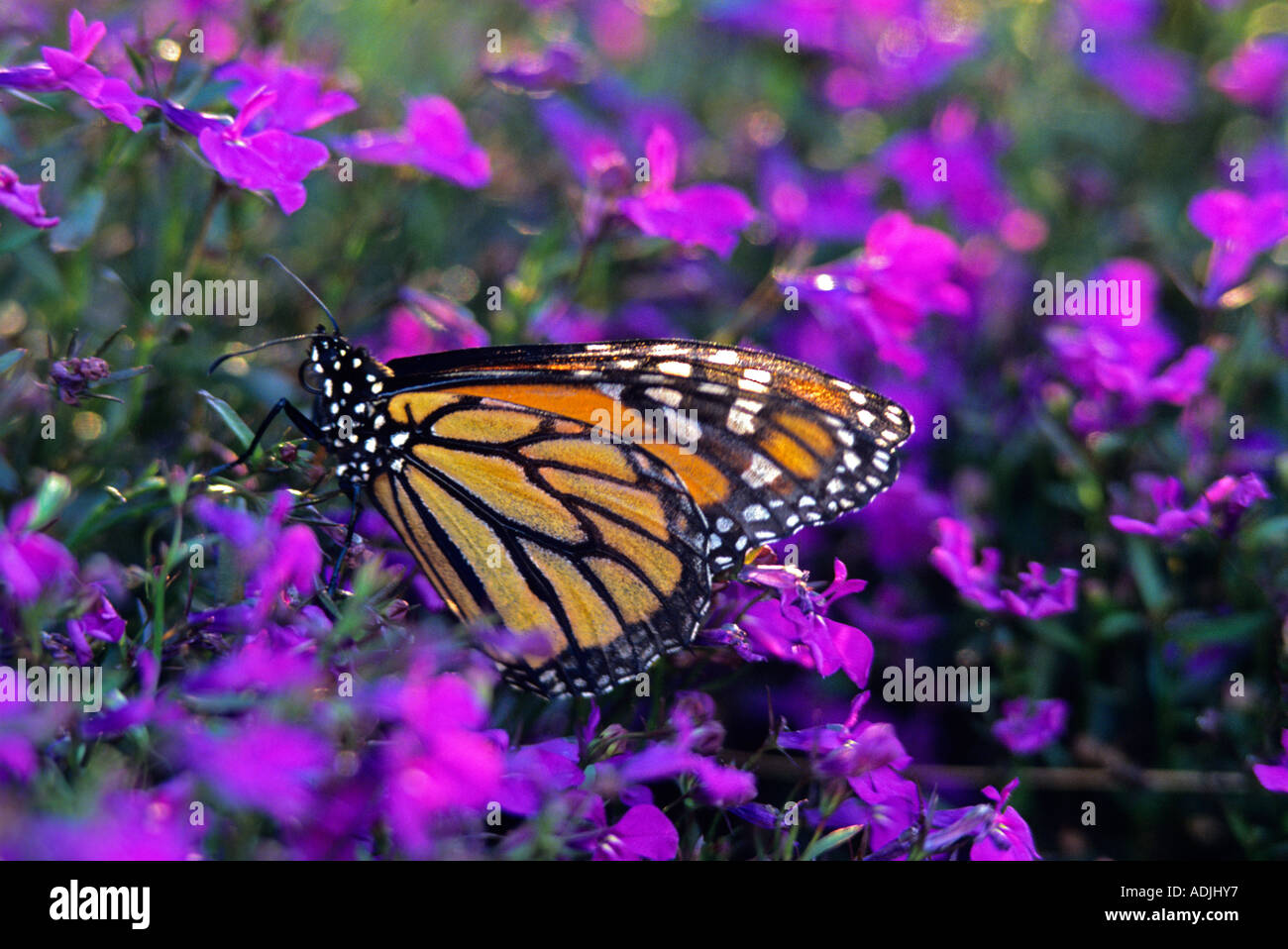 Monarch butterfly Near Monroe Oregon Stock Photo - Alamy