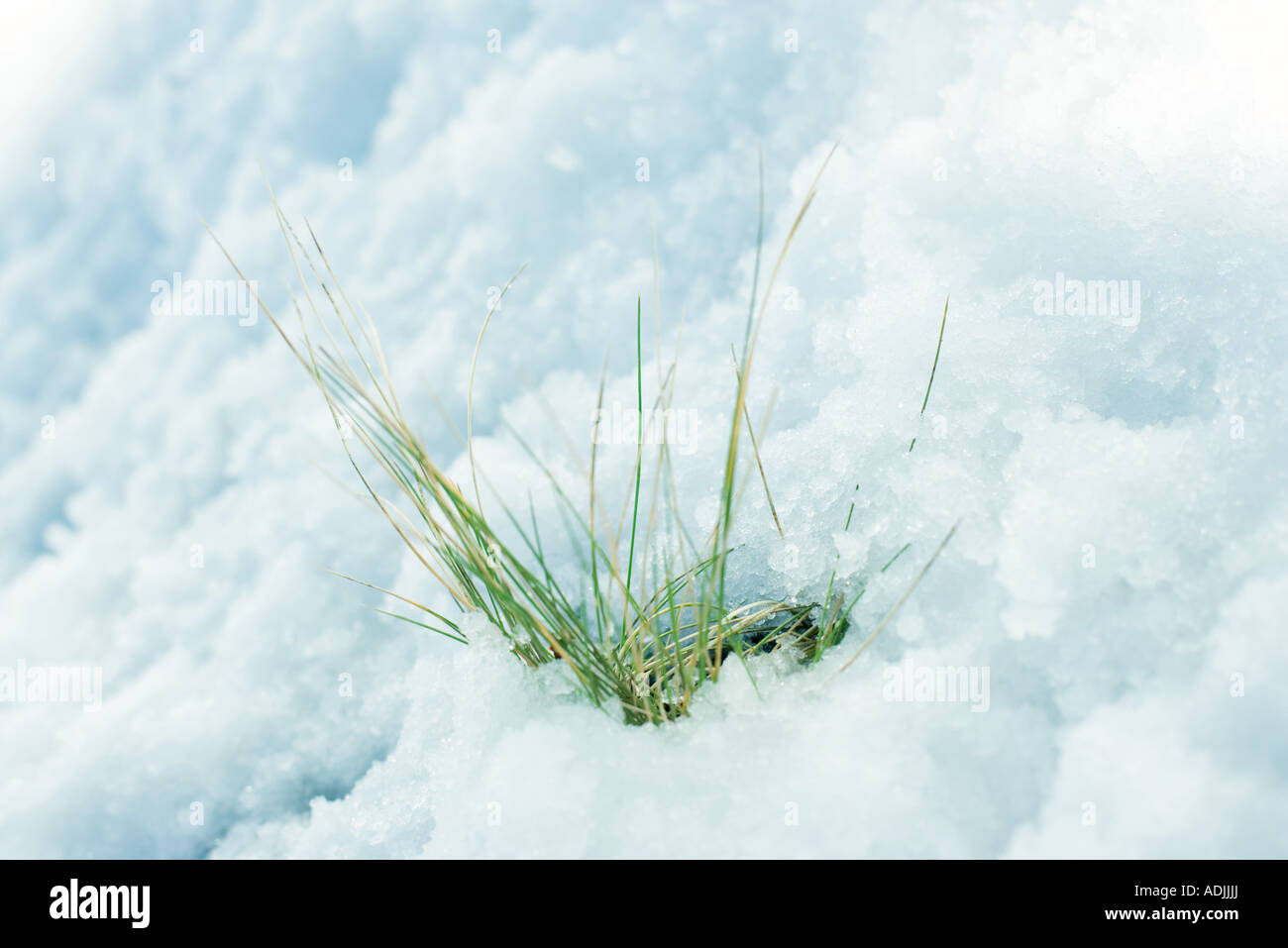 Grass emerging through snow Stock Photo - Alamy