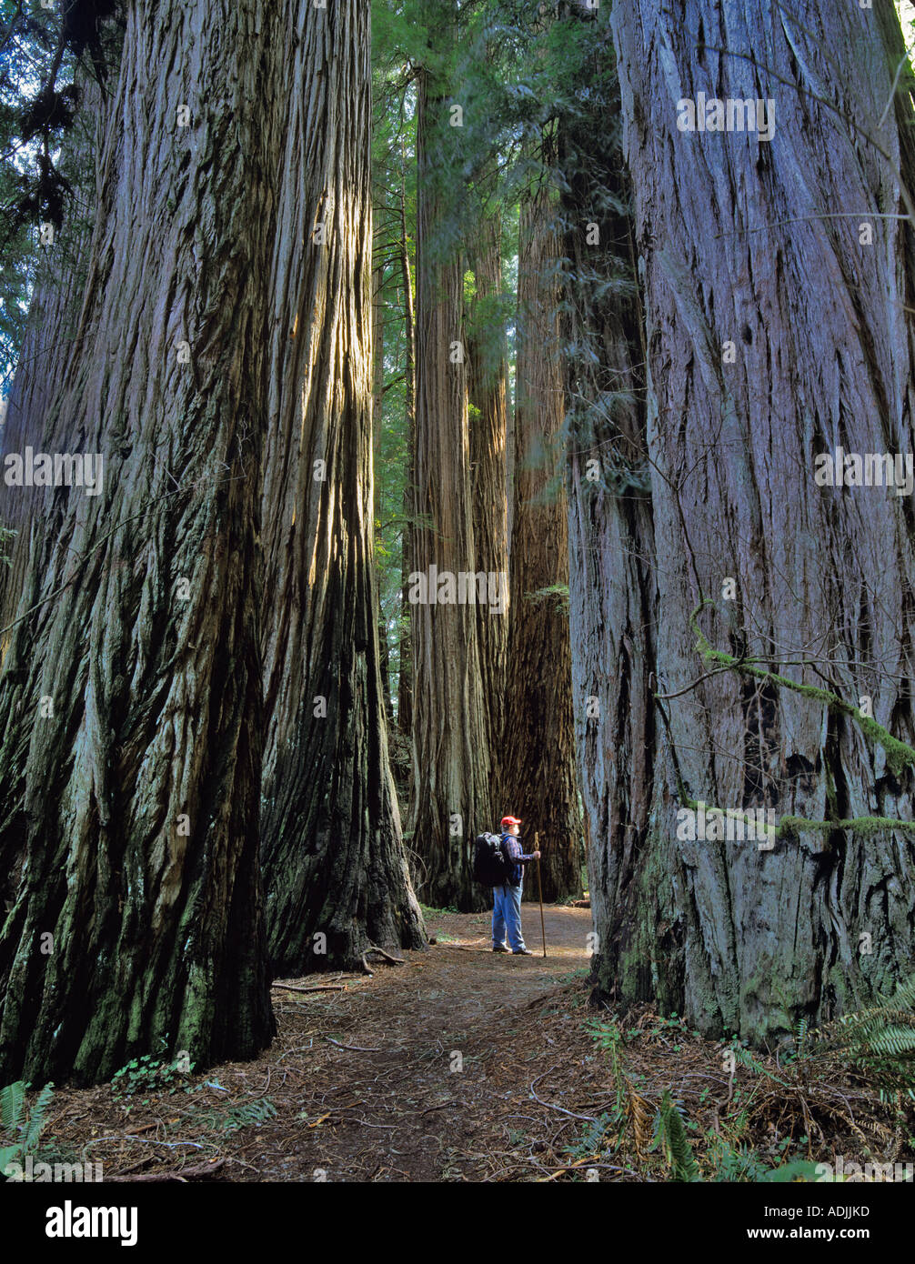 Hiker on path between redwood trees Redwood National Park California ...