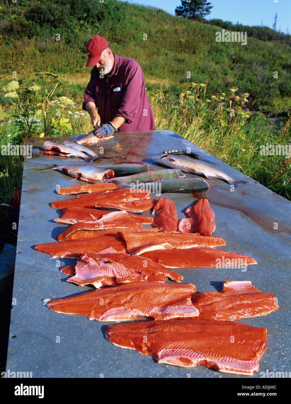 Sockeye salmon kalgin island hi-res stock photography and images - Alamy