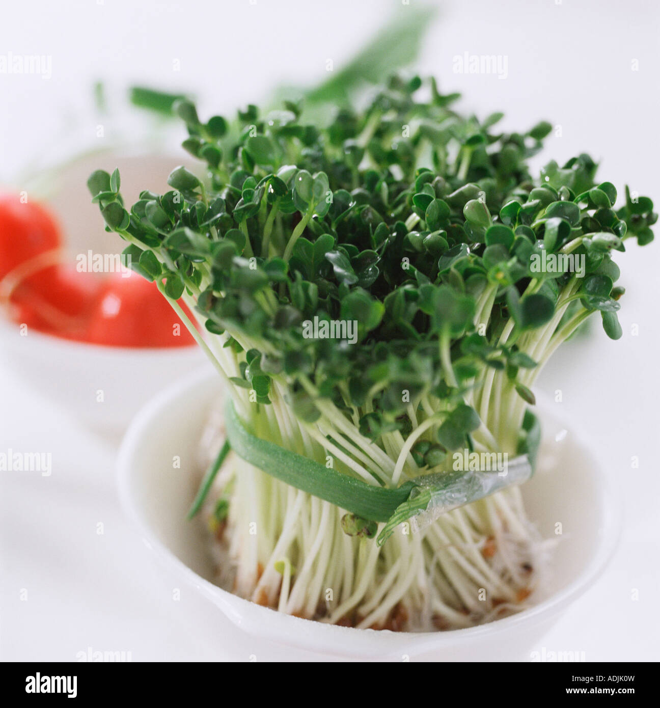 A bundle of buds Stock Photo - Alamy