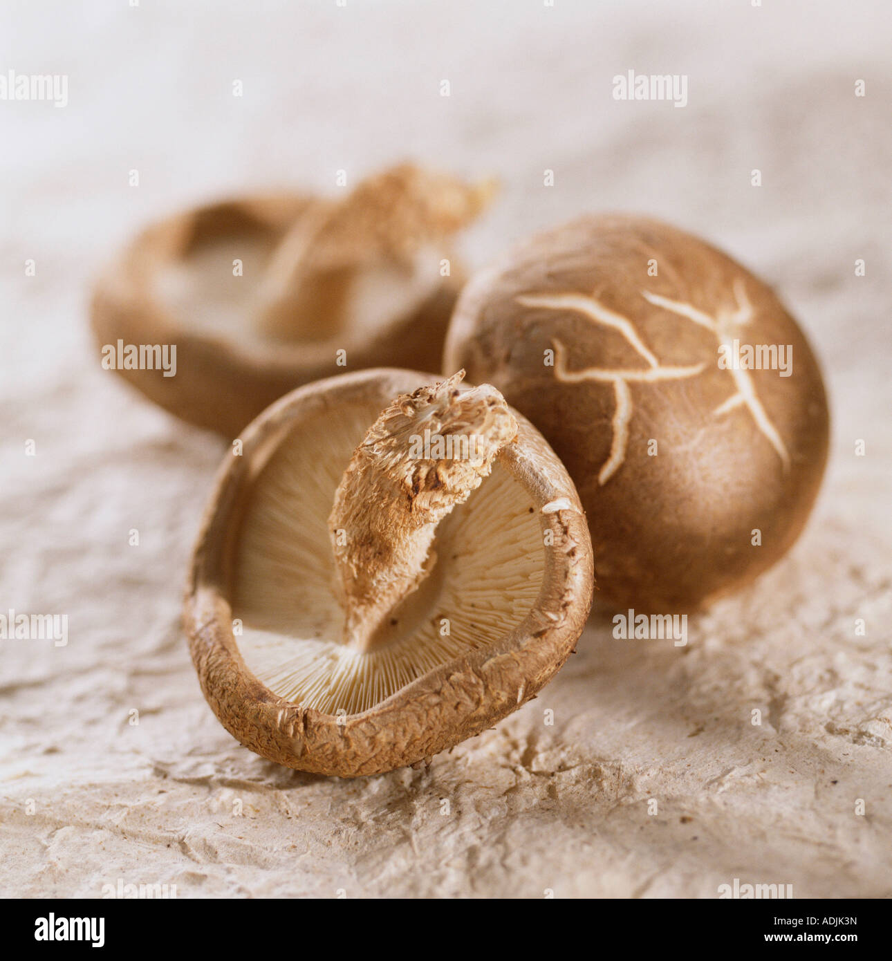 Pyogo mushroom hi-res stock photography and images - Alamy