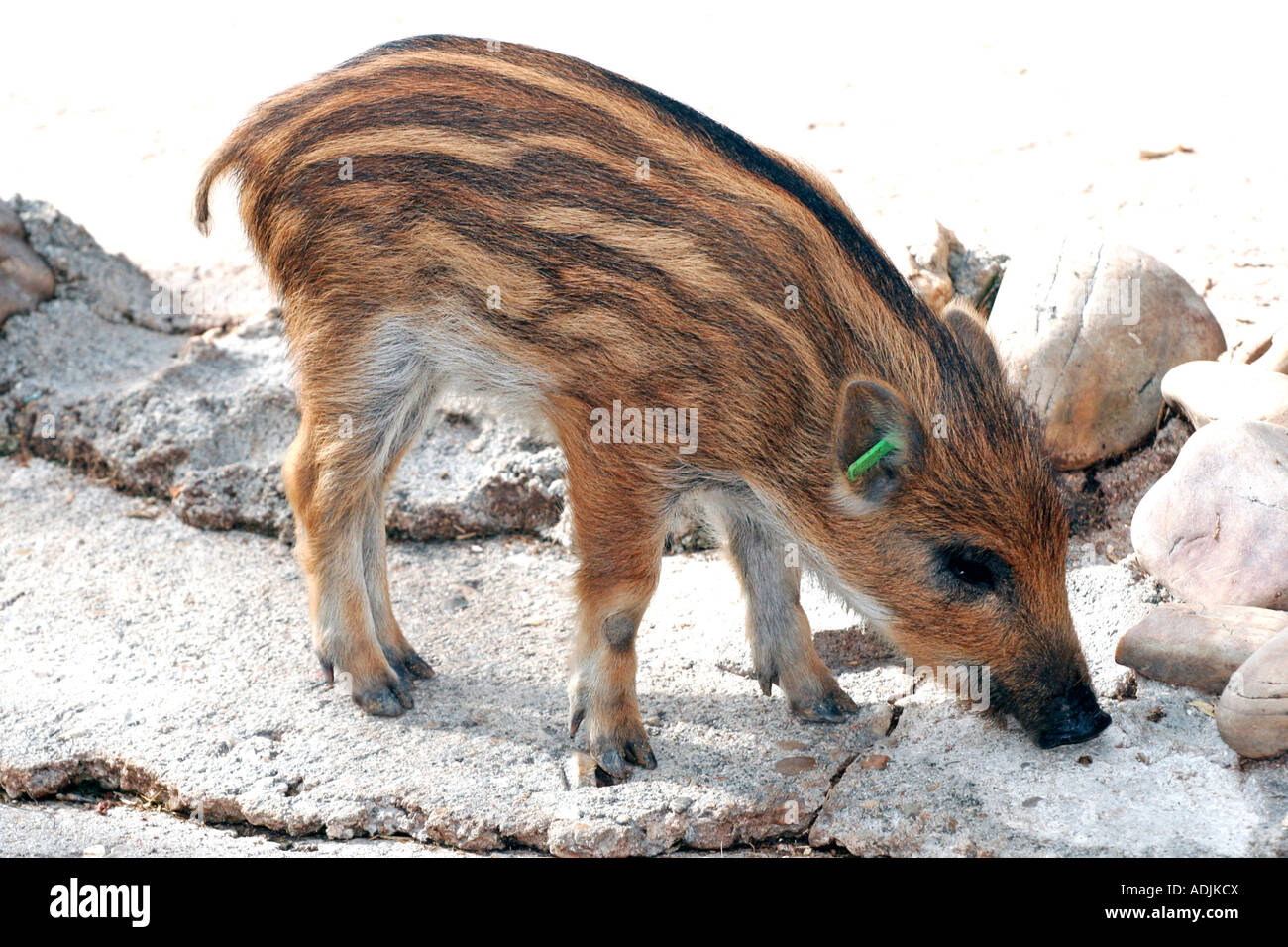 Wild boar piglet Stock Photo - Alamy