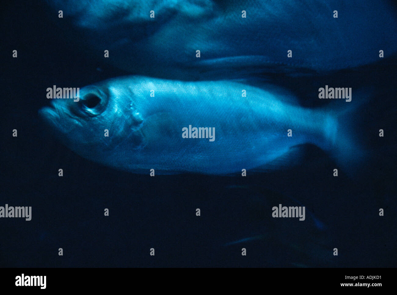 Georgia aquarium exhibit hi-res stock photography and images - Alamy