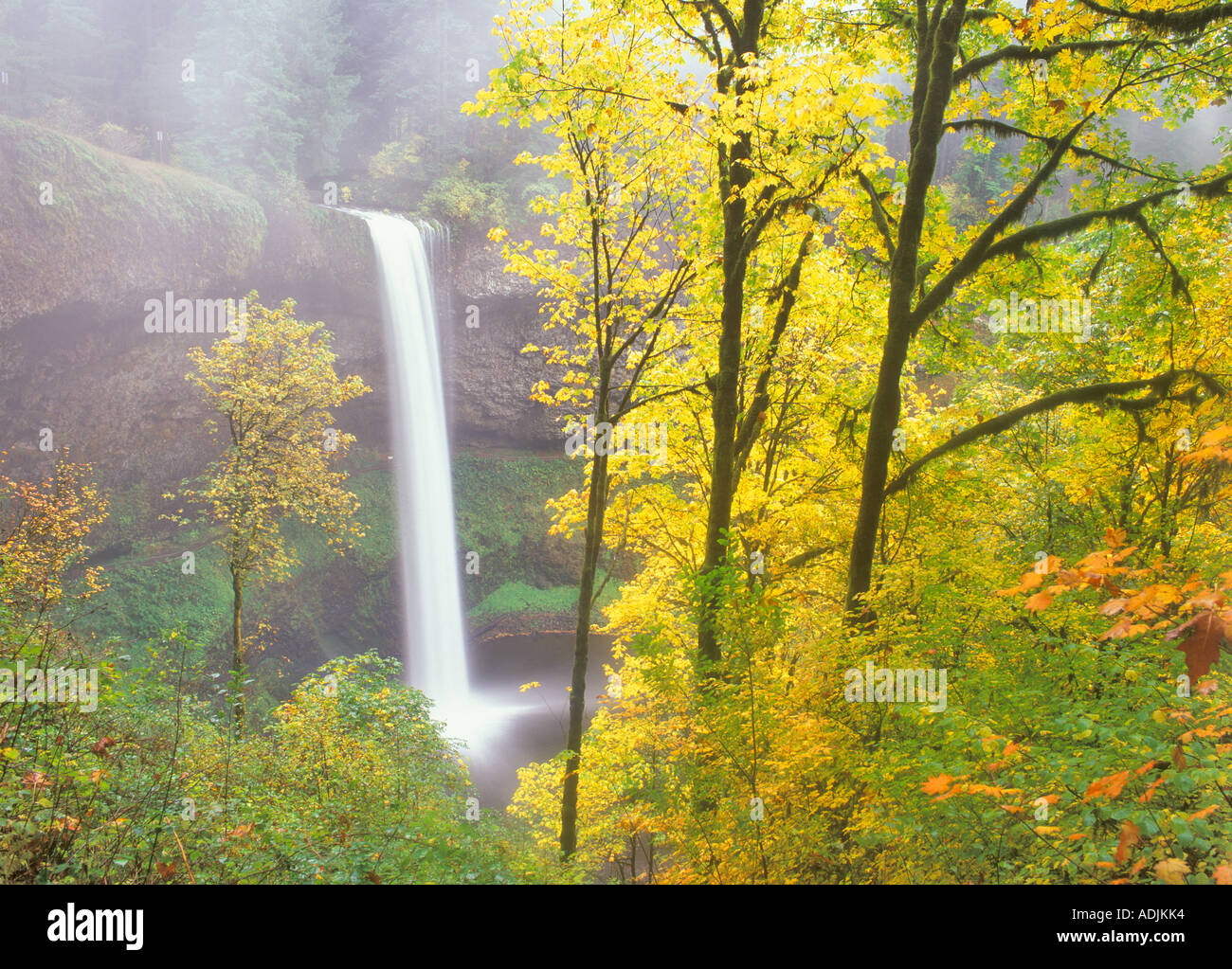 Silver maple trees hi-res stock photography and images - Alamy
