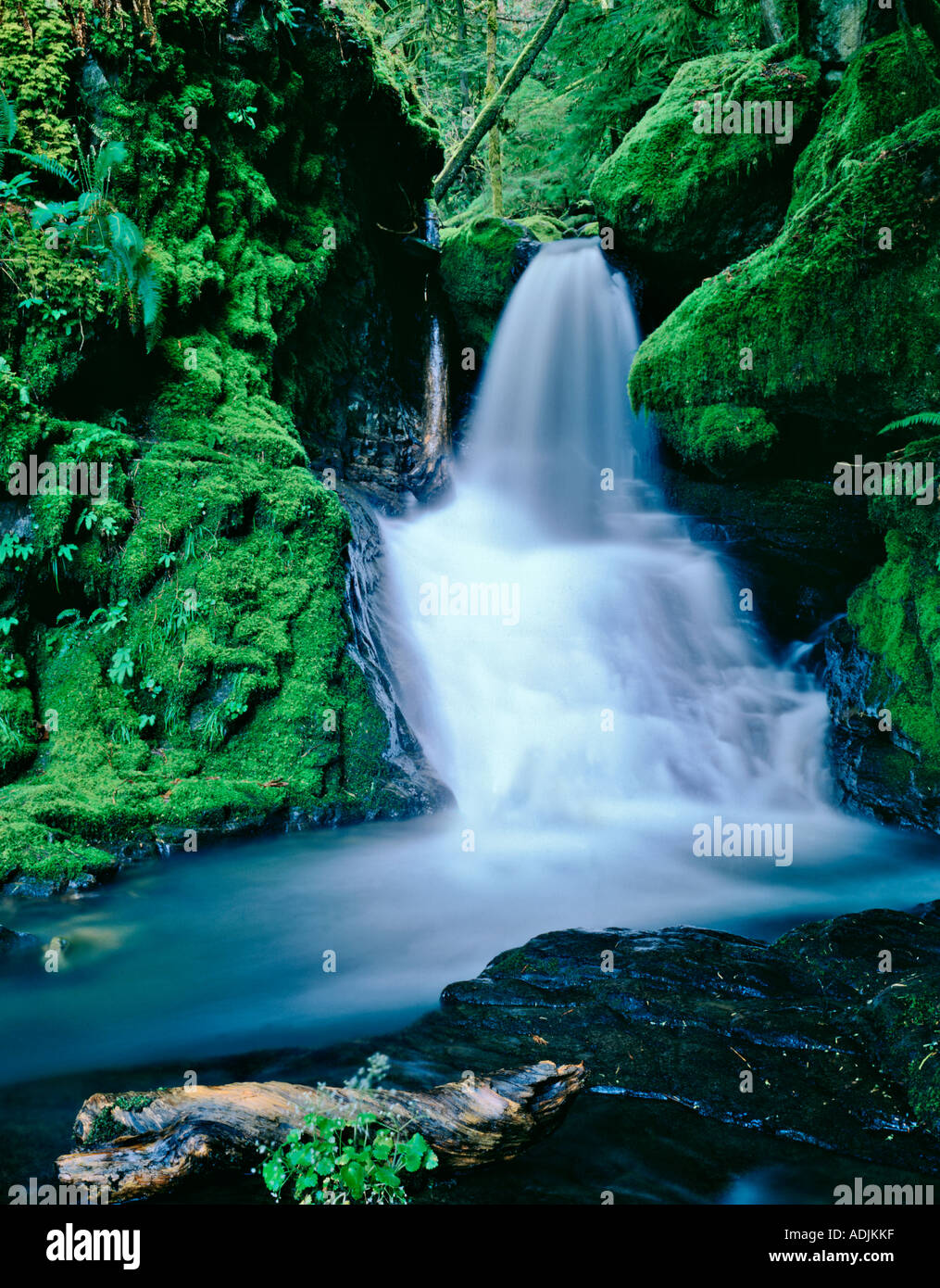 Small fall in Willamette National Forest Oregon Stock Photo - Alamy