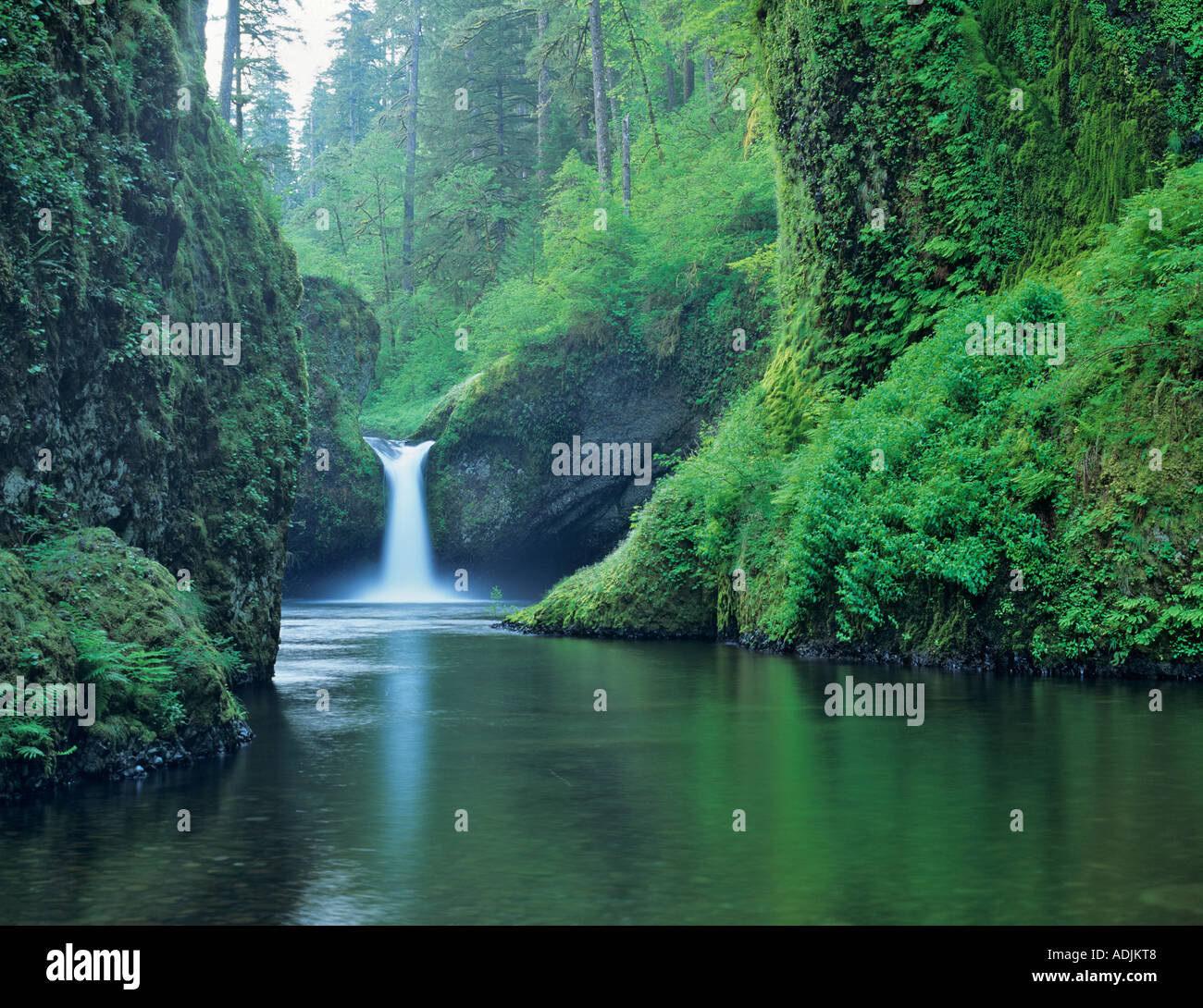 Spring growth at Puchbowl Falls Columbia River Gorge National Scenic ...