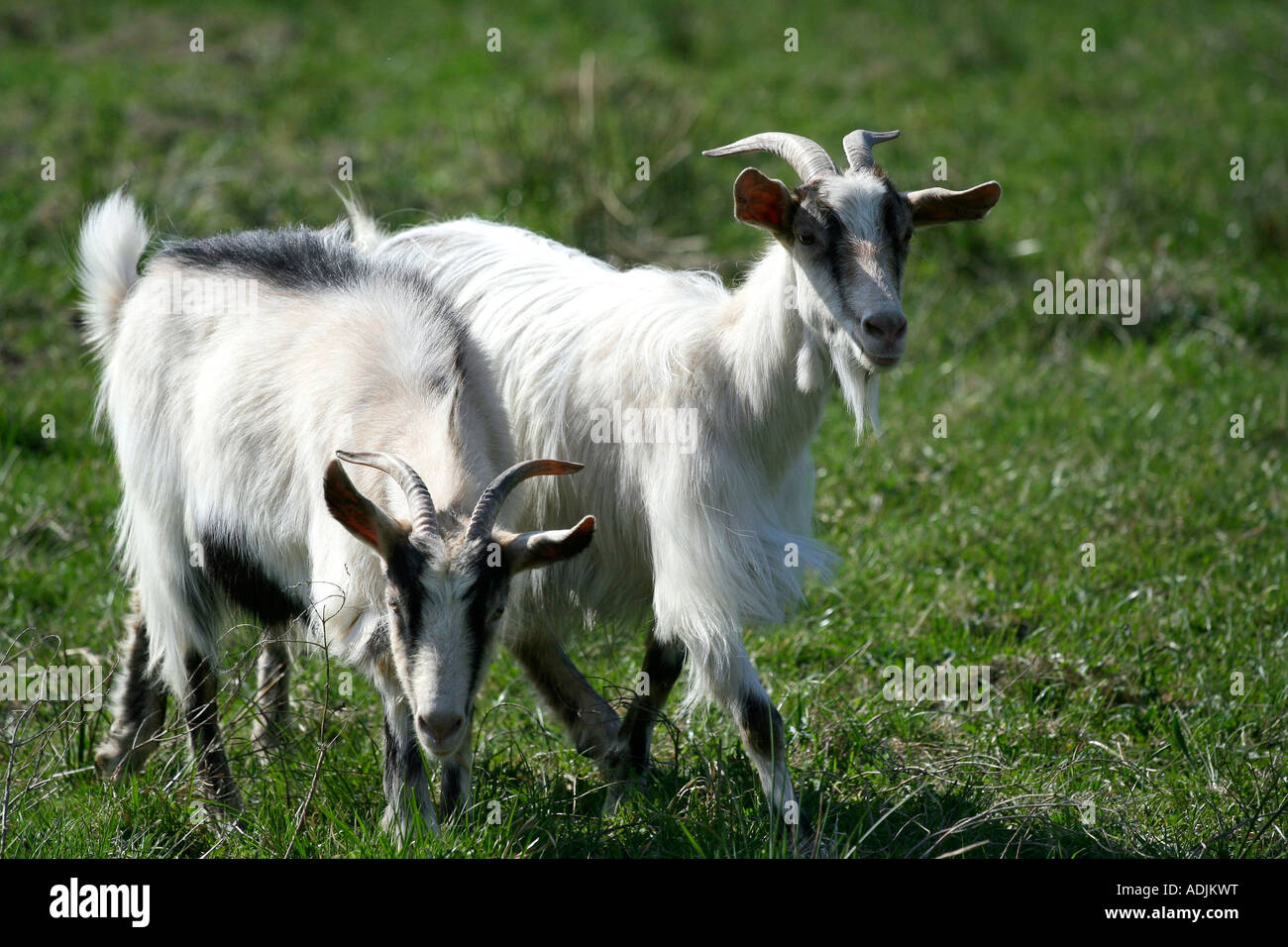 The goats hi-res stock photography and images - Alamy