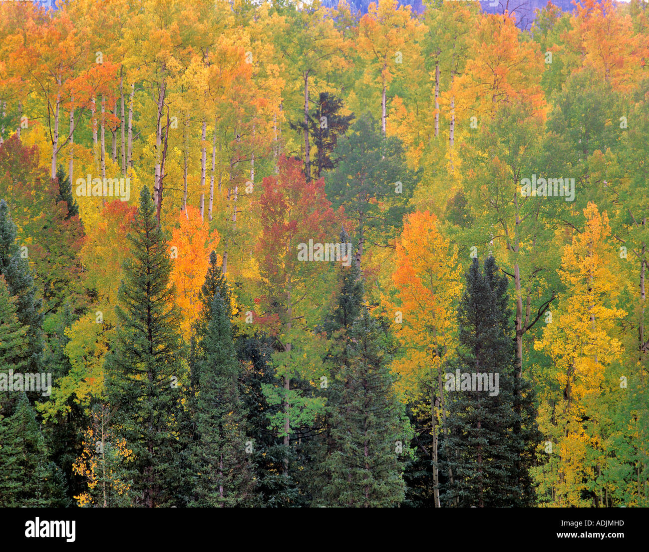 Red yellow and green colored aspen trees in one grove San Juan ...