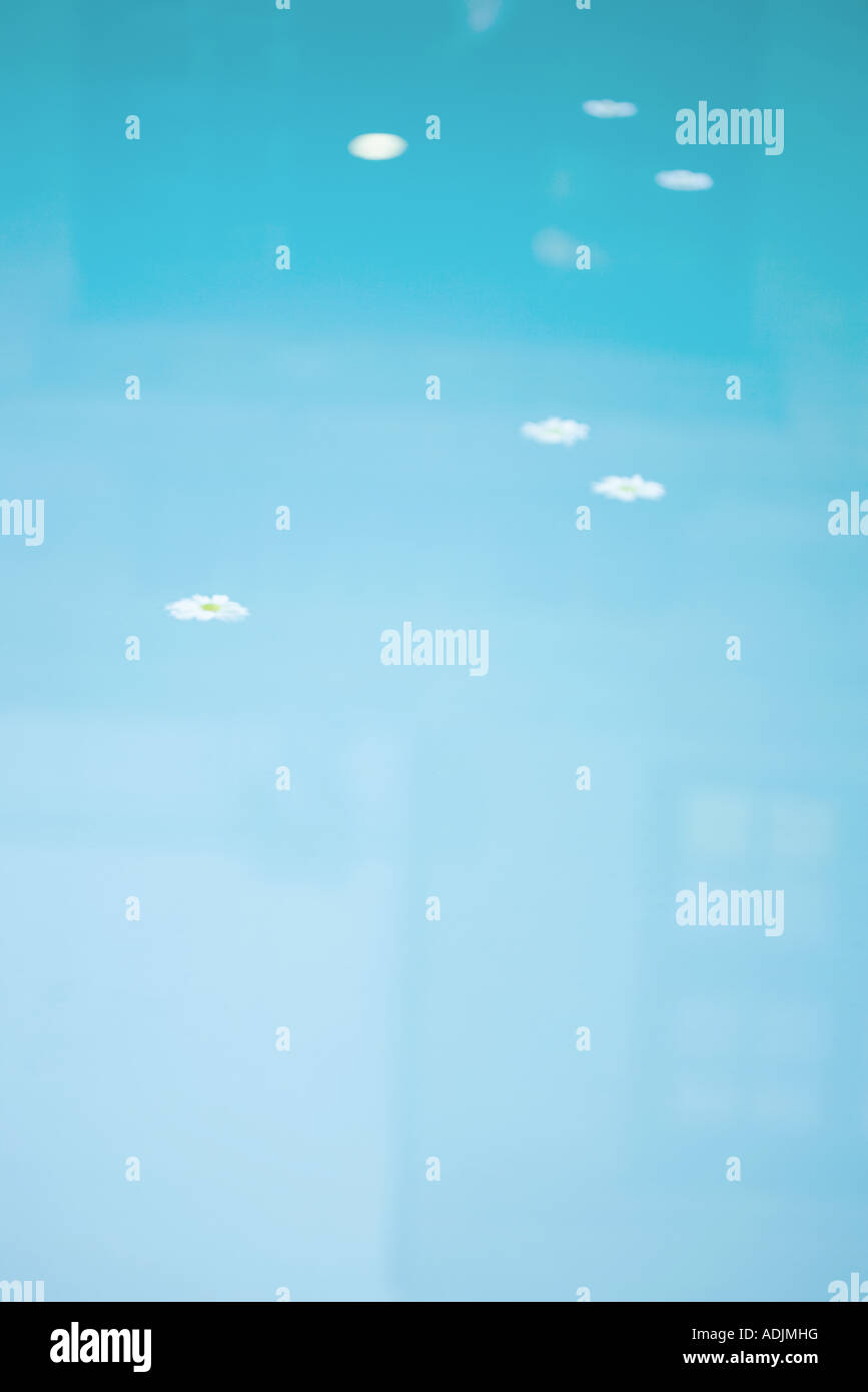 Daisies floating on surface of water Stock Photo - Alamy