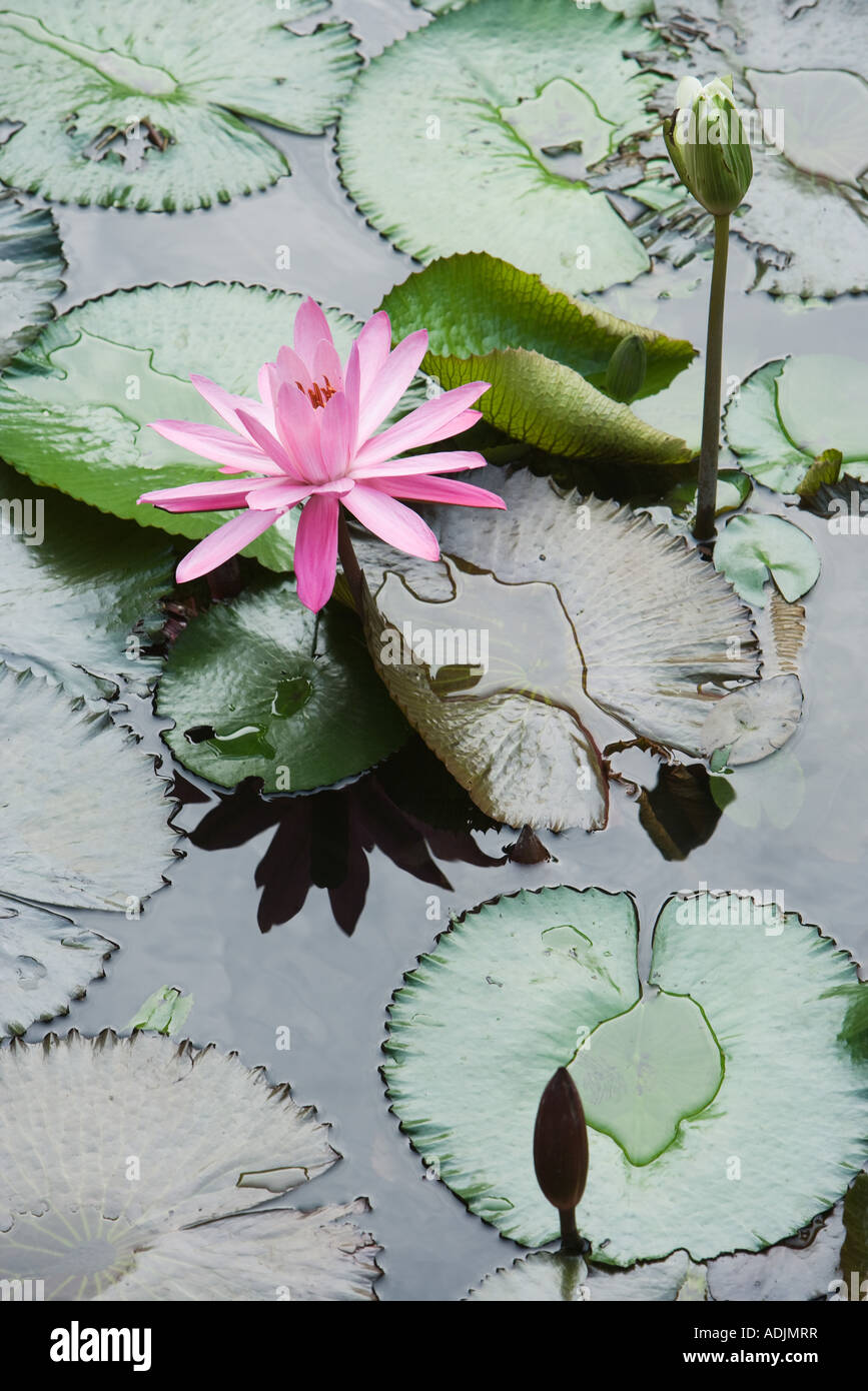Pad like stems hi-res stock photography and images - Alamy