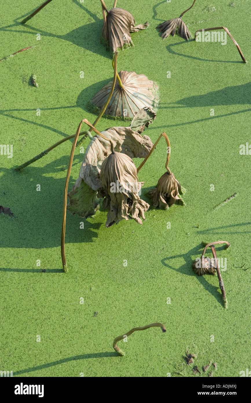 Dead leaves sinking into duckweed on surface of water, close-up Stock ...