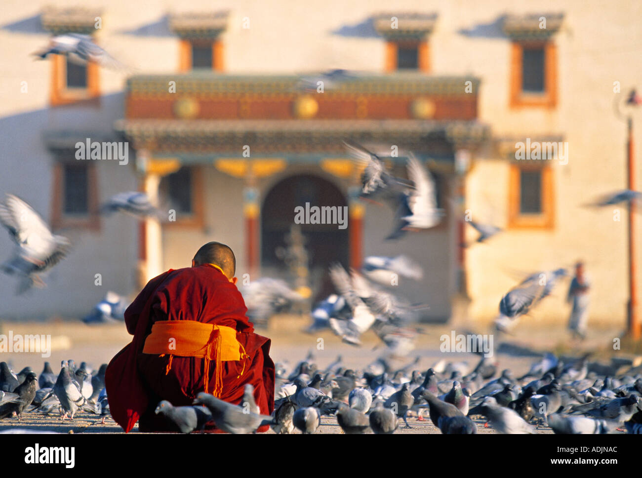 Buddhist monk and pigeons hi-res stock photography and images - Alamy