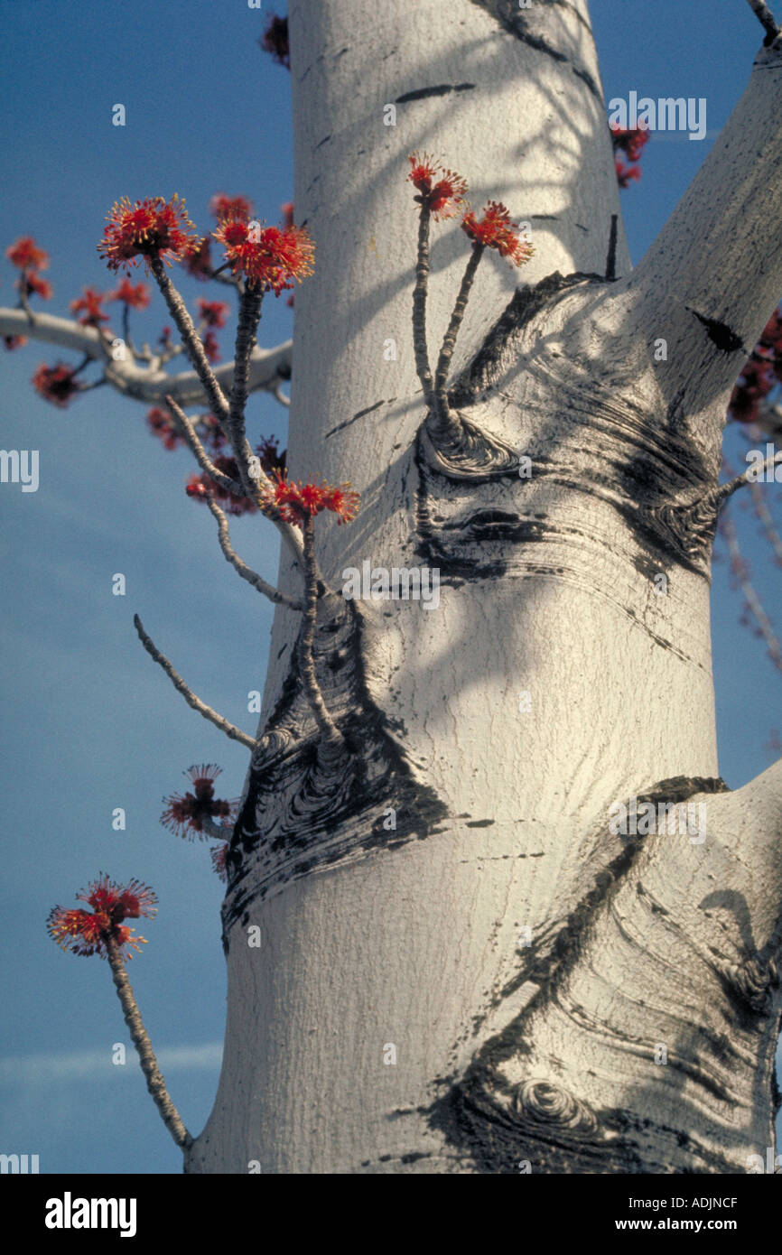 Blooms begin to sprout from the trunk of a birch tree Stock Photo - Alamy
